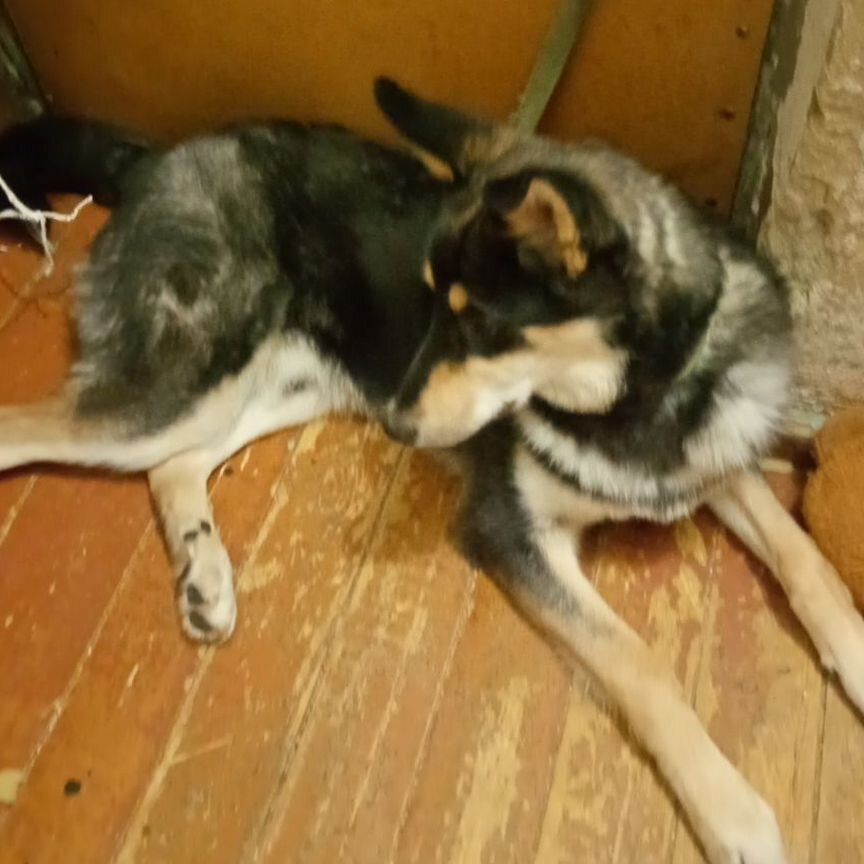 Немецкий бракк, взрослый пёс