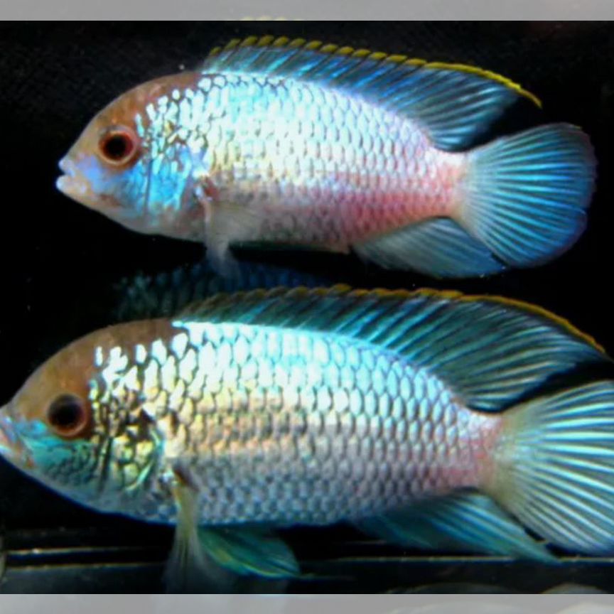 Наннакара неоновая