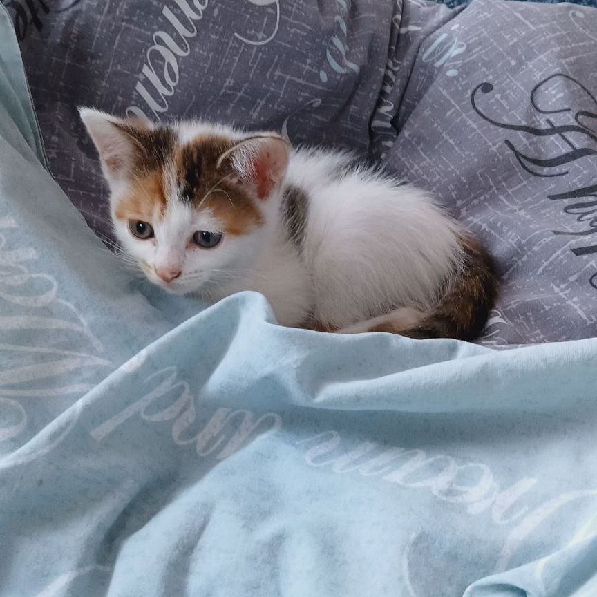 Отдам котят в самые добрые руки