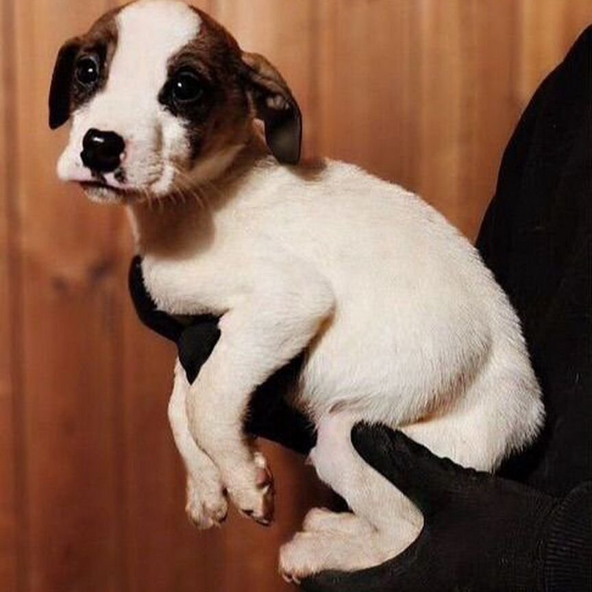 Щенок в добрые руки