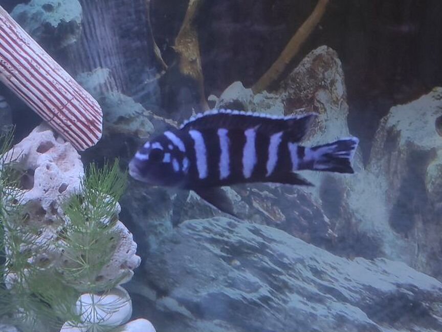 Малавийские цихлиды