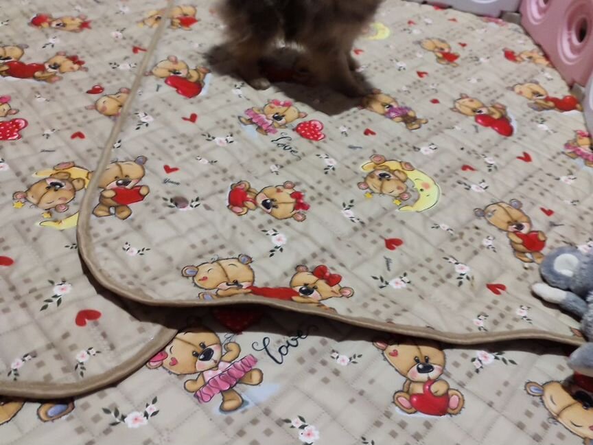 Щенок шпица мальчик