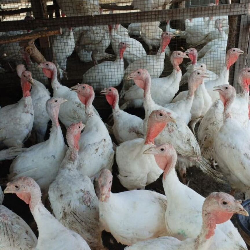 Гуси, индейка