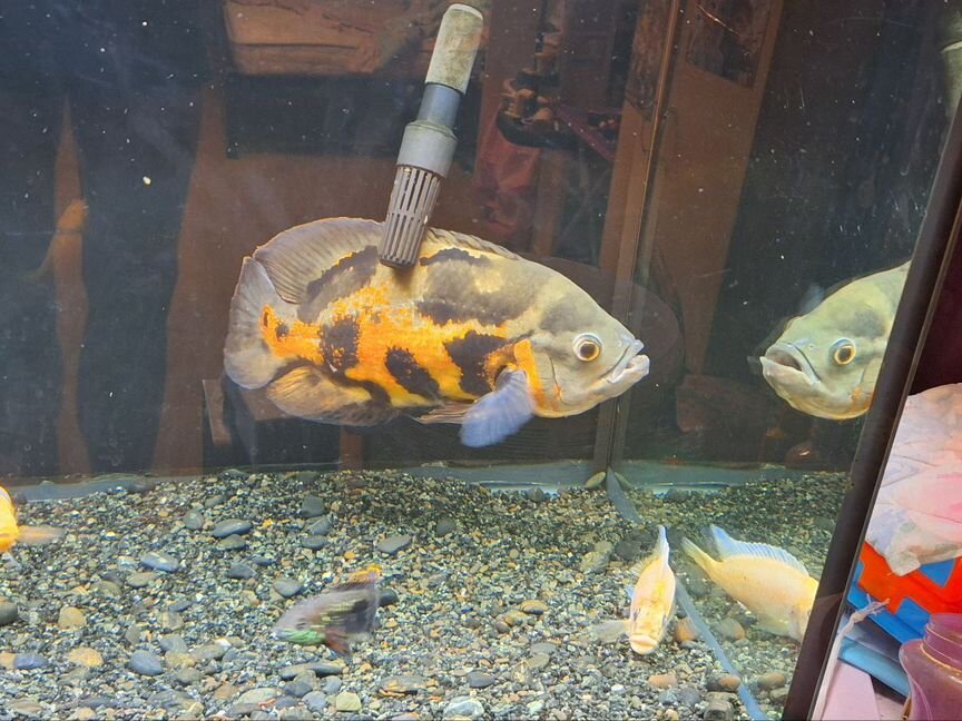 Астронотус тигровый