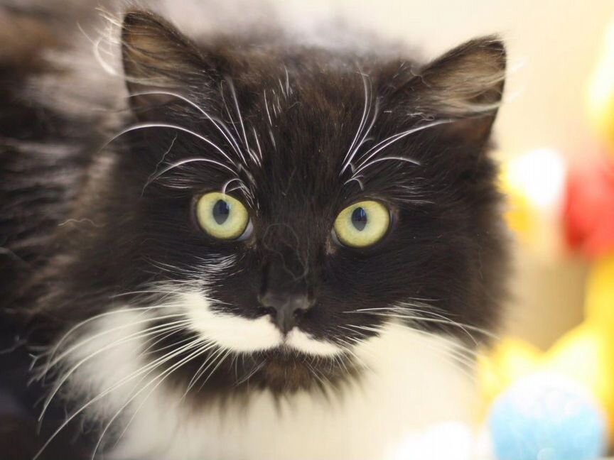 Пушистая кошка в добрые руки