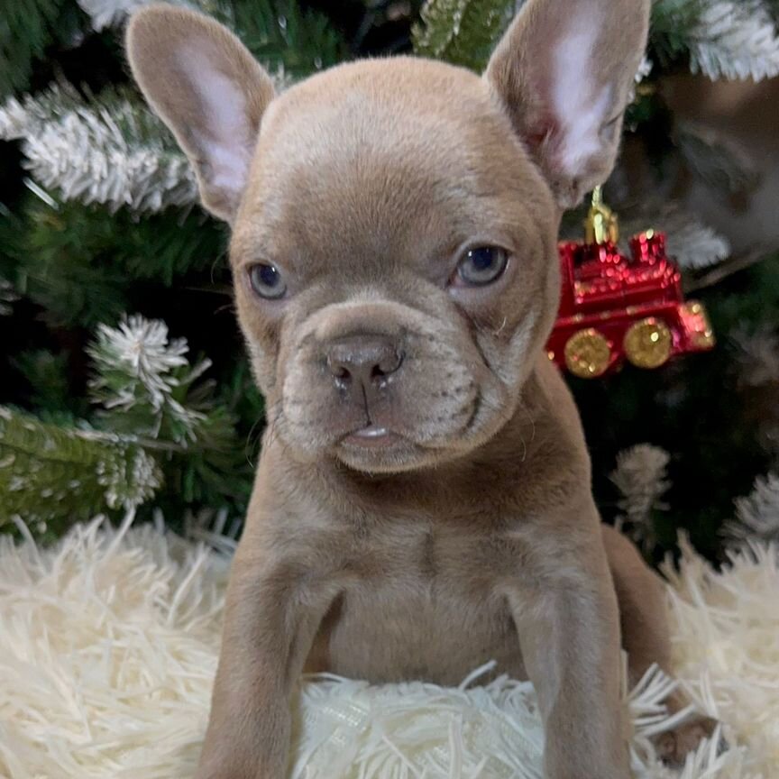 Французский бульдог мини