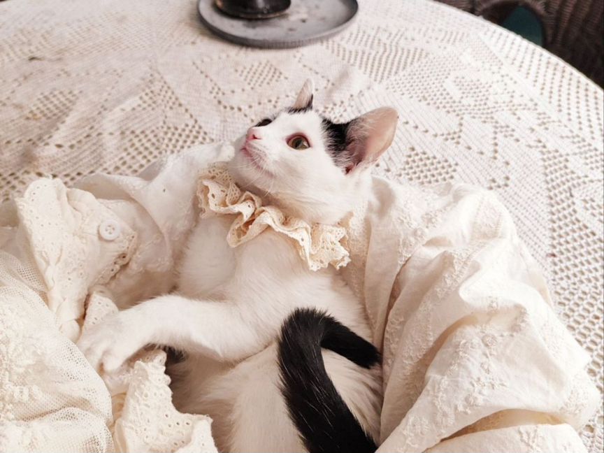 Котенок биколор в добрые руки