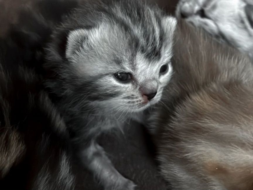 Продам чистокровных британских мраморных котят