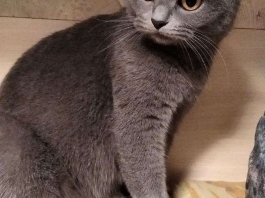 Шотланландская кошка