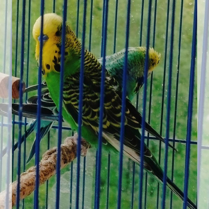 Попугай Чех