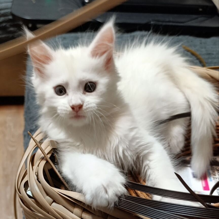 Мейн-кун кошечка