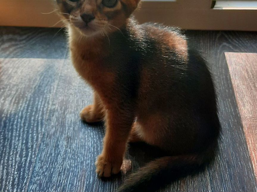 Абиссинская