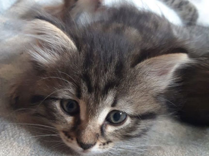 Котята в добрые руки бесплатно