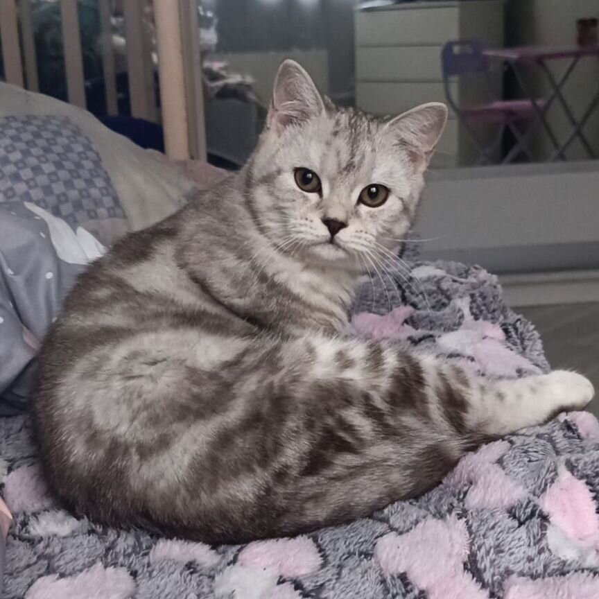 Британская короткошёрстная, взрослая кошка