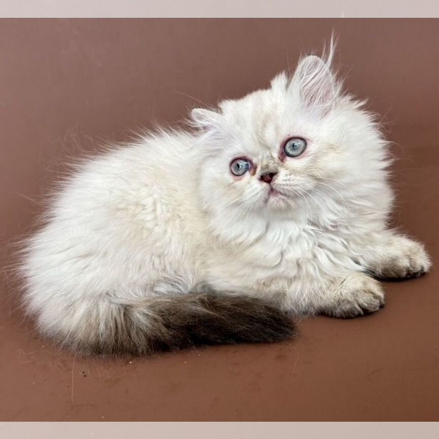 Персидская кошечка