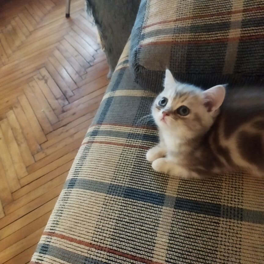 Шотландские прямоухие котята