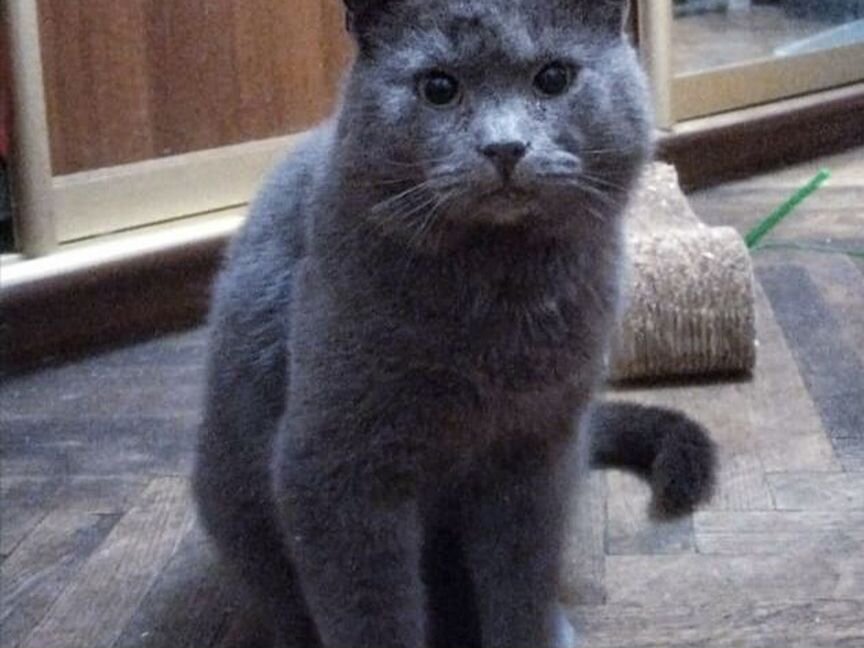 Котик Леопольд в добрые ручки