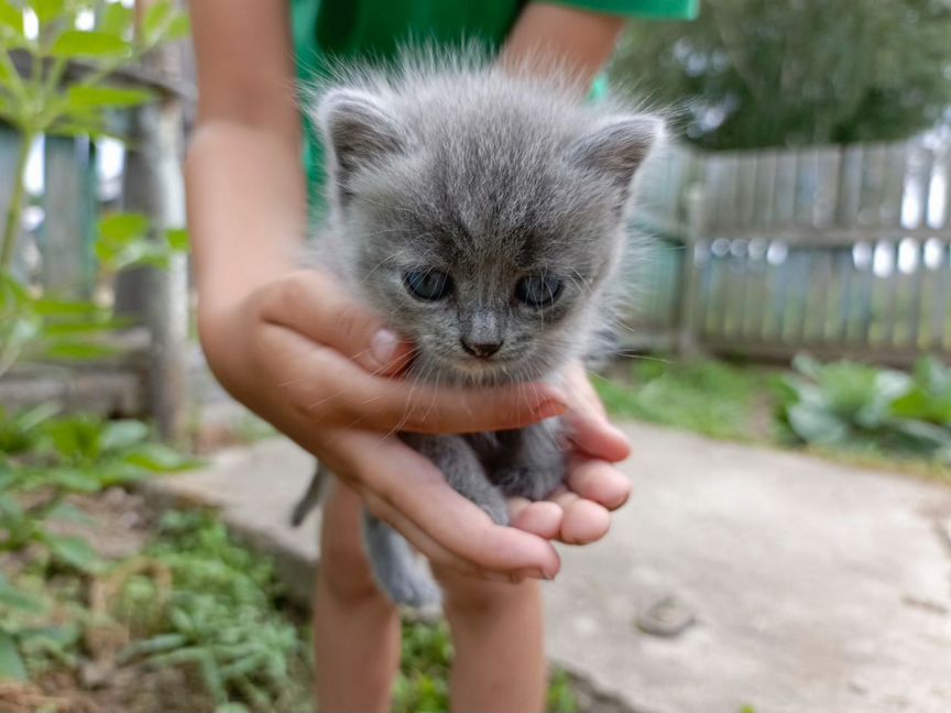 Котенок