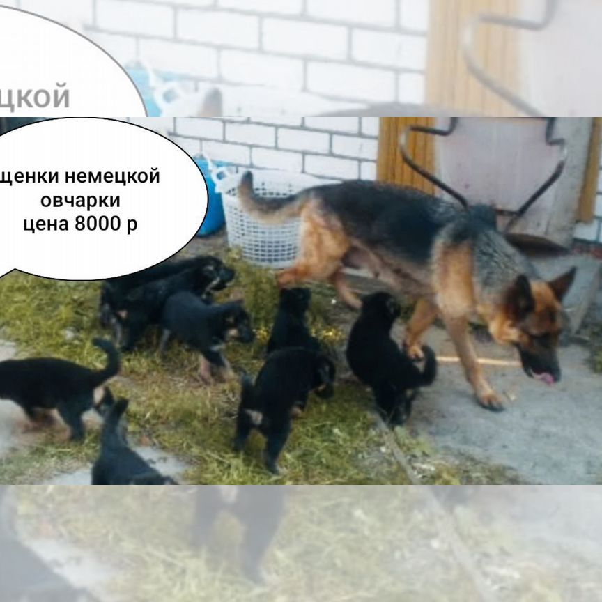 Щенок в добрые руки