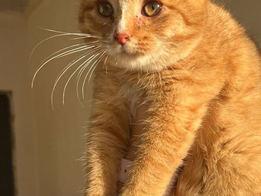 Рыжий котенок сирота