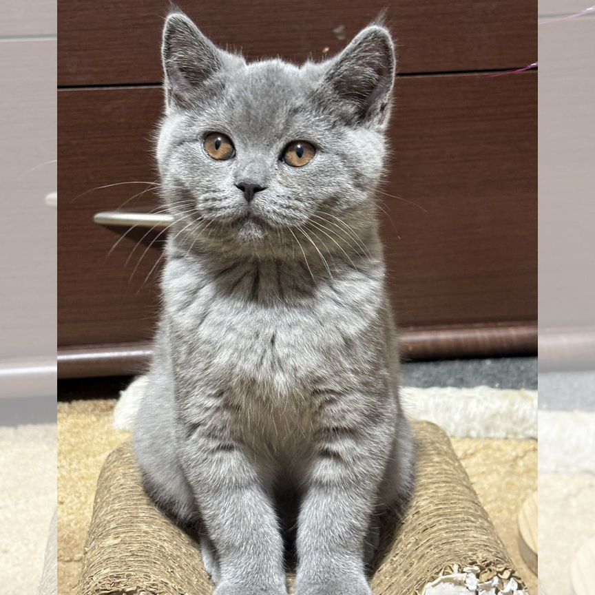 Британский короткошёрстный котёнок
