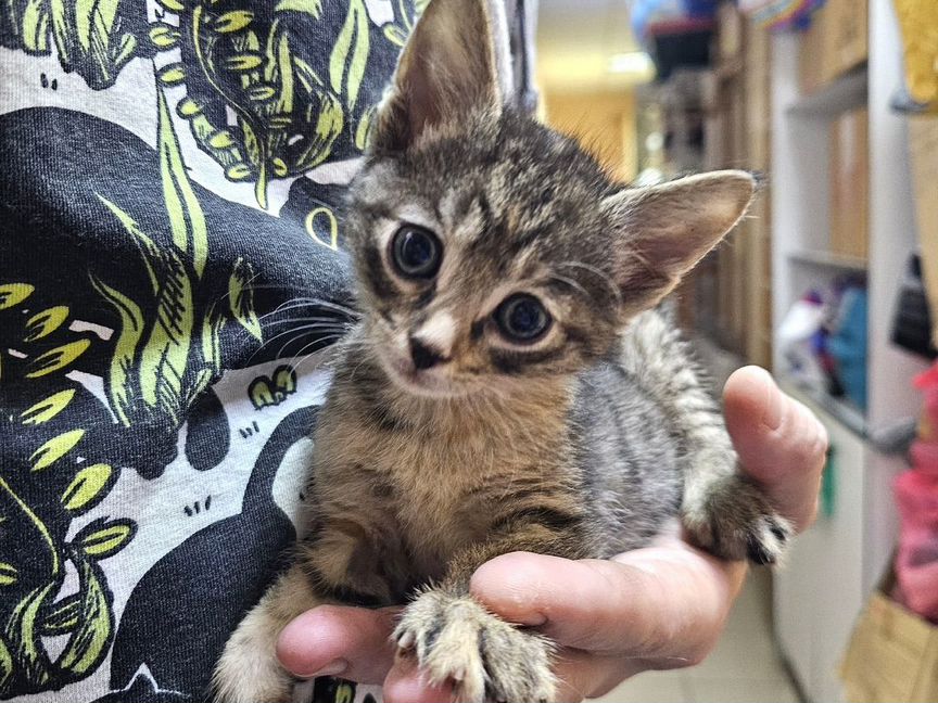 Тигровый ласковый серый котенок в добрые руки