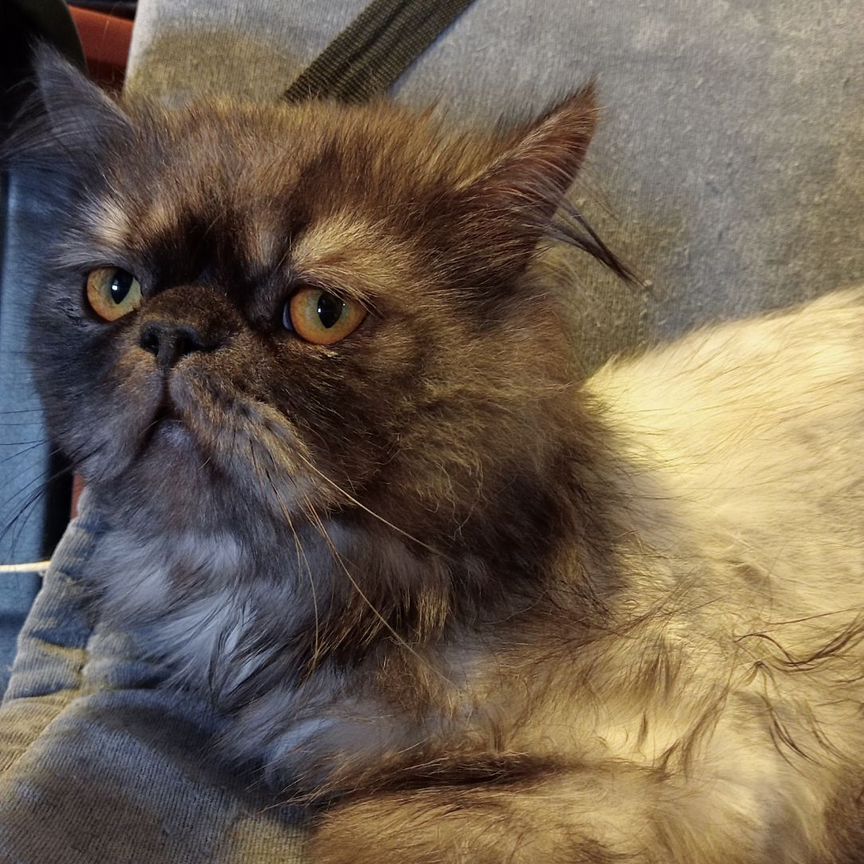Персидский кот