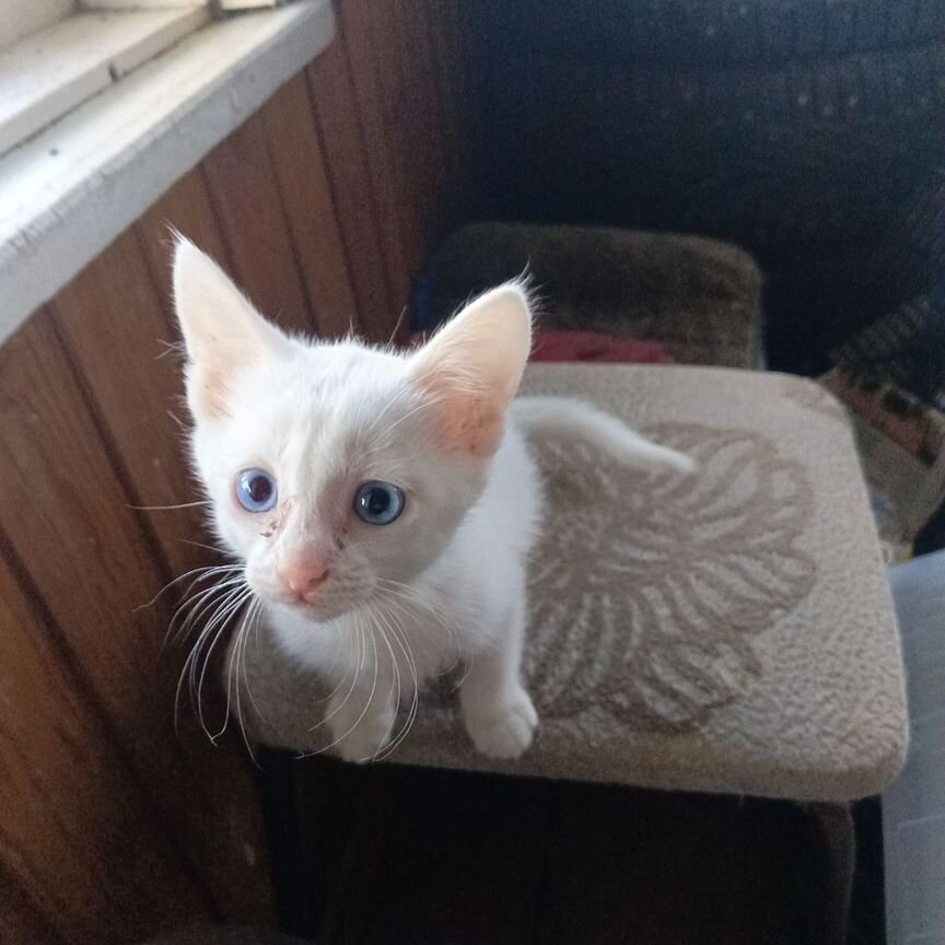Котята као мани