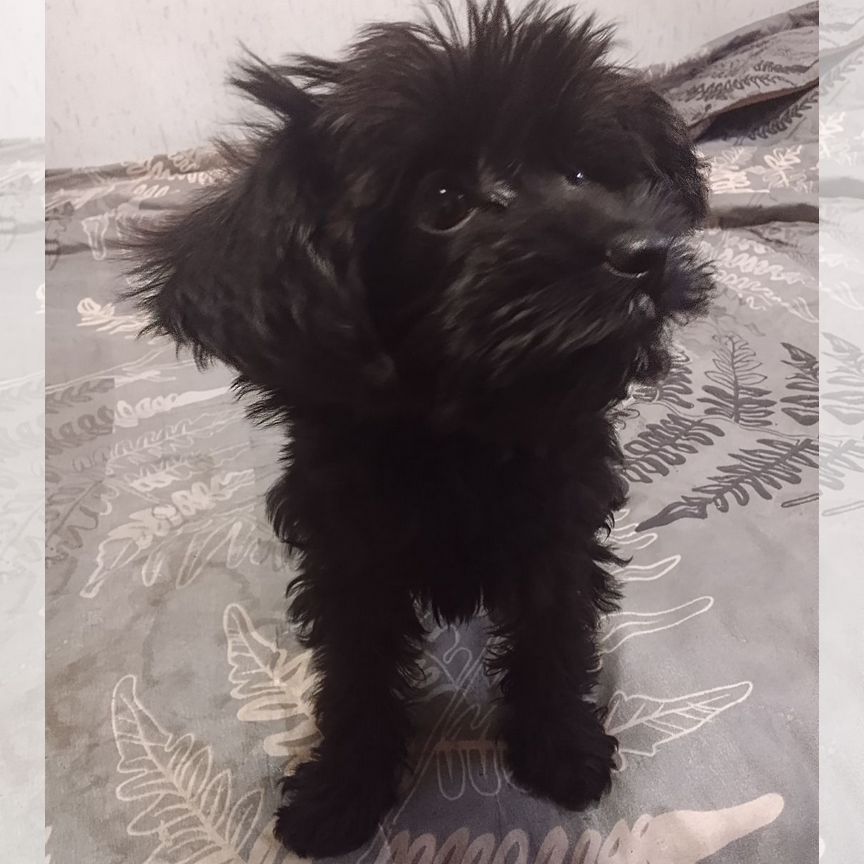 Мальтипу, щенок