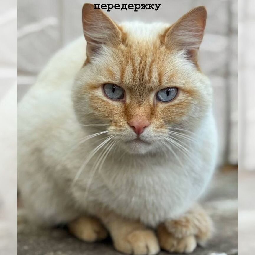 Тайский кот, взрослый