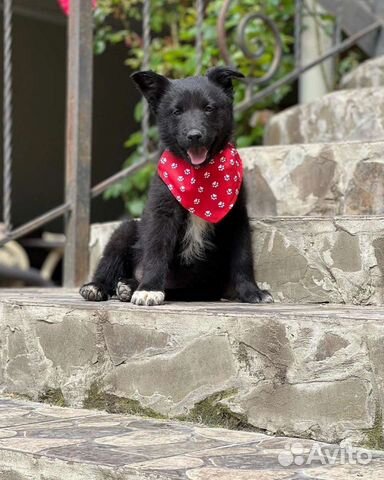 Собака в добрые руки щенок