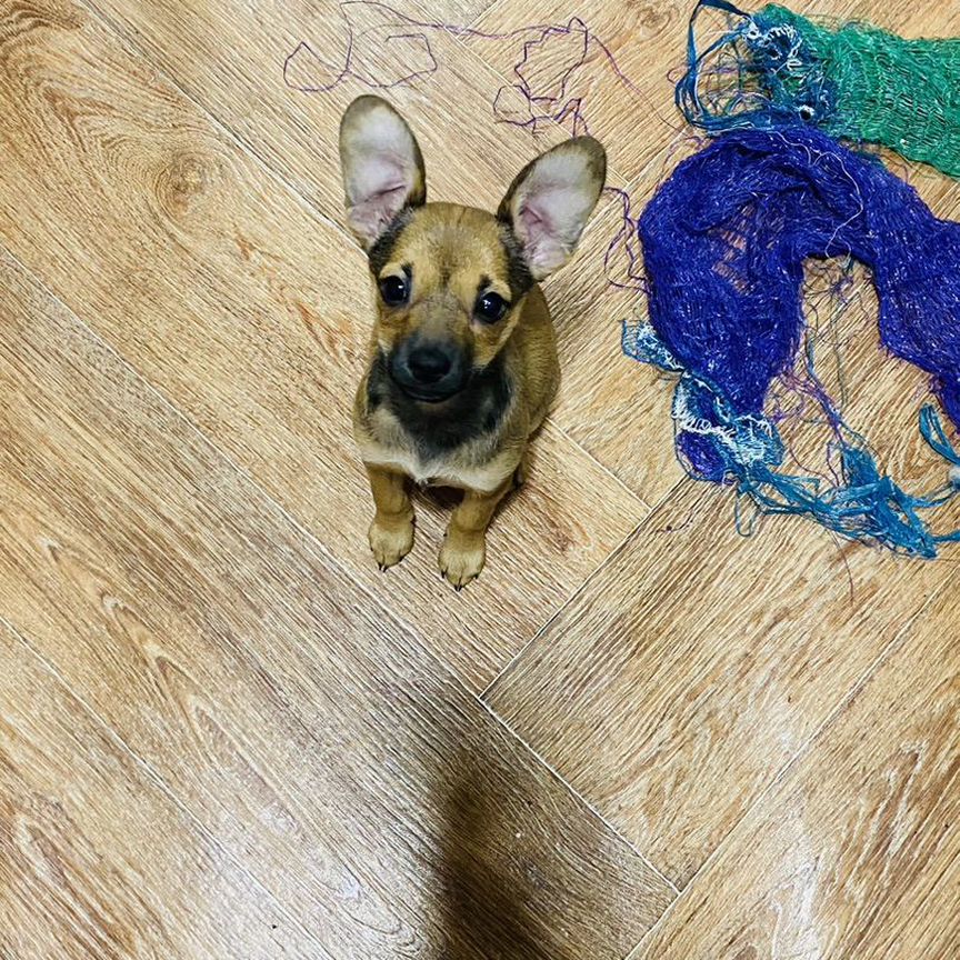 Собака в добрые руки щенок