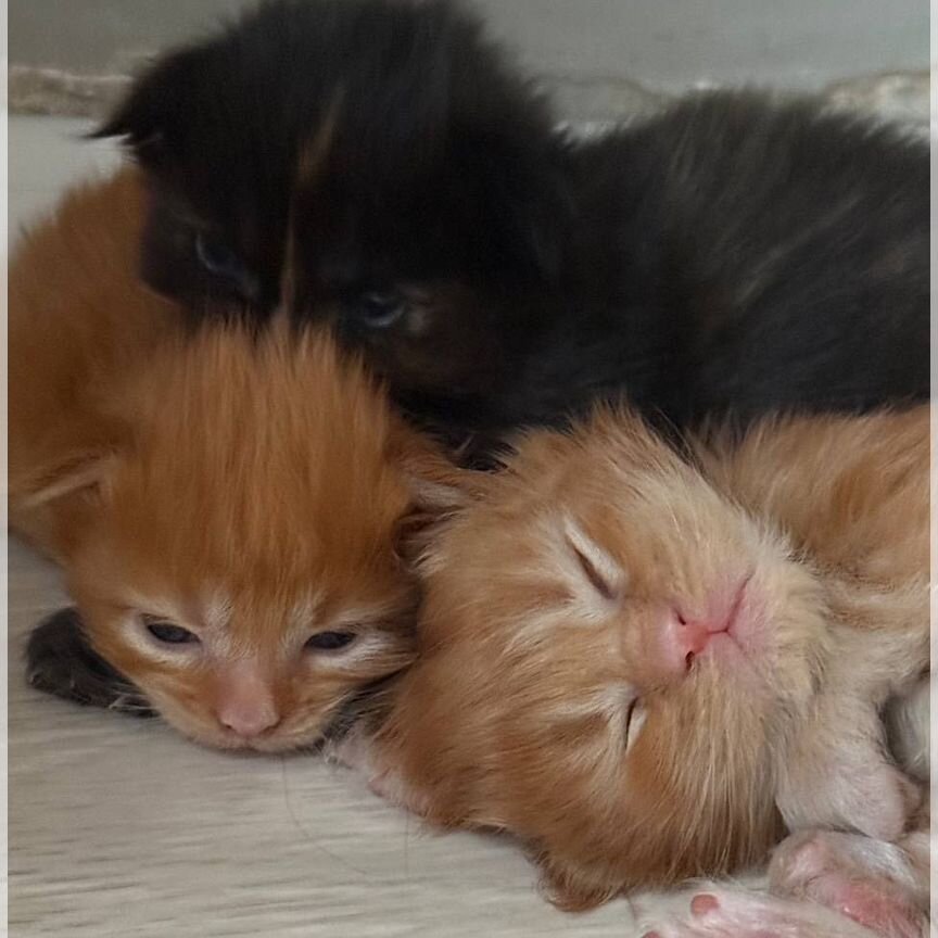 Мейн-кун котёнок