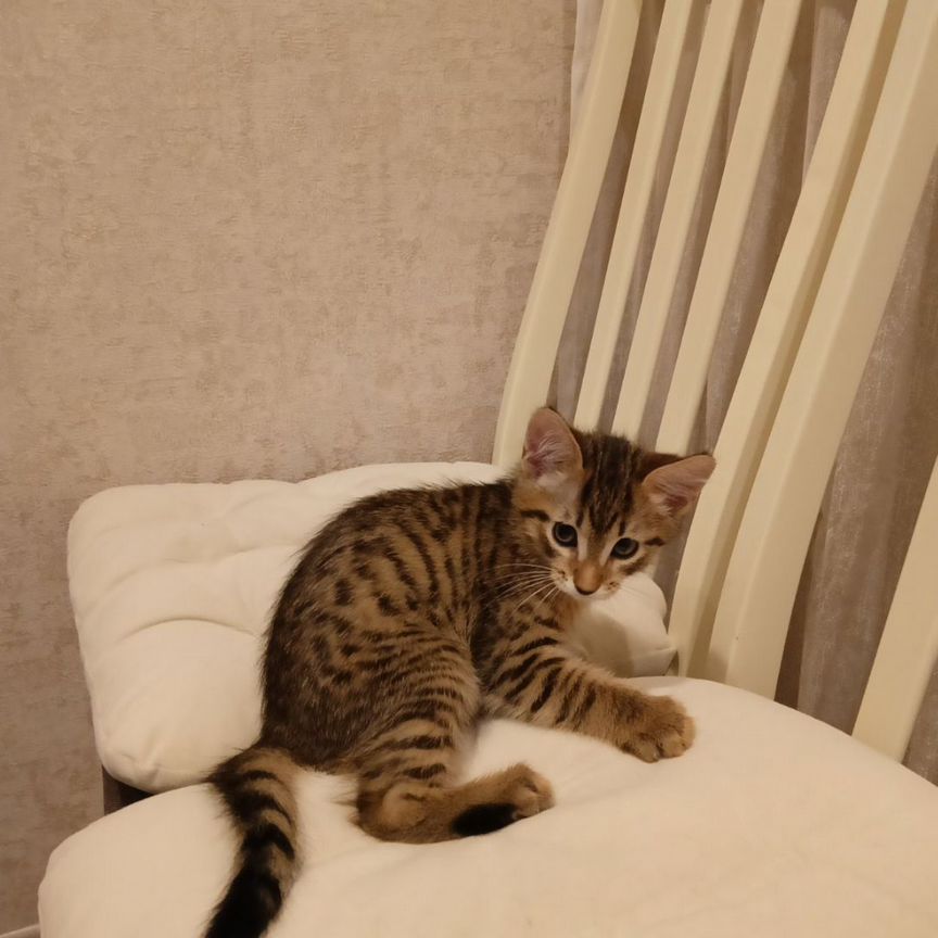Котята в добрые руки бесплатно