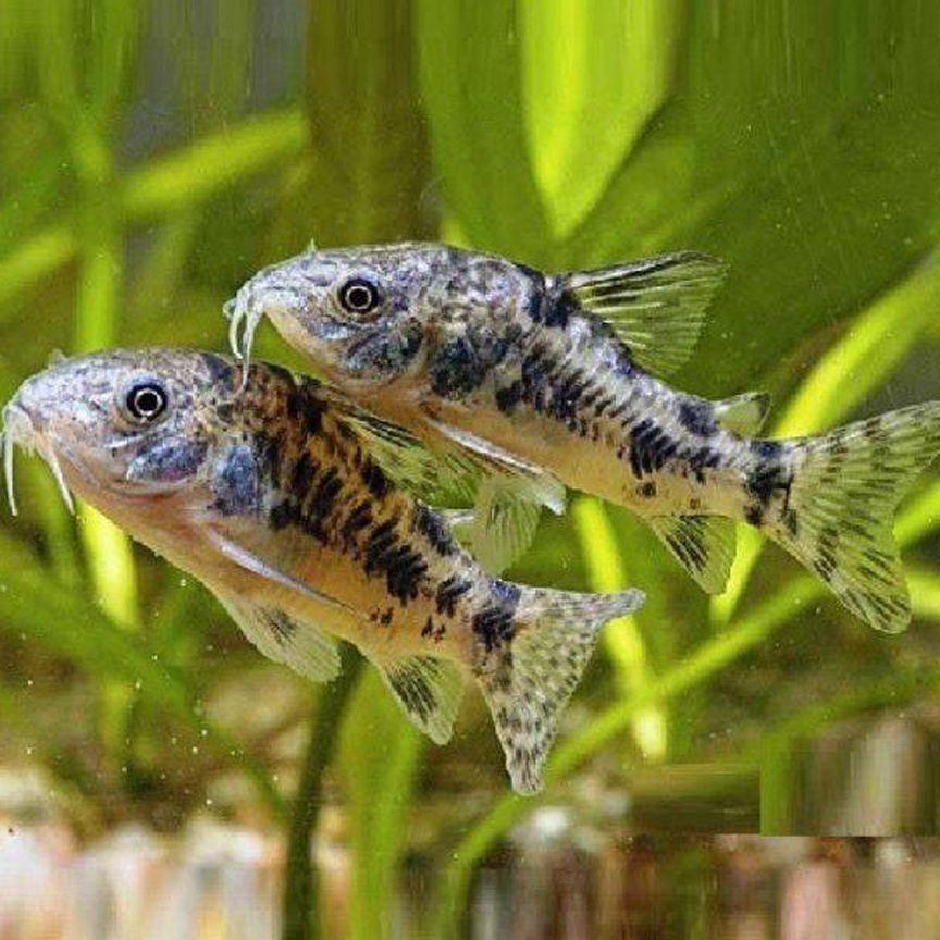 Сомики коридорас крапчатый