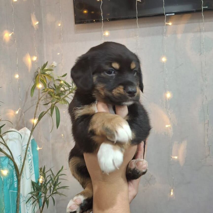 Щенки бигль