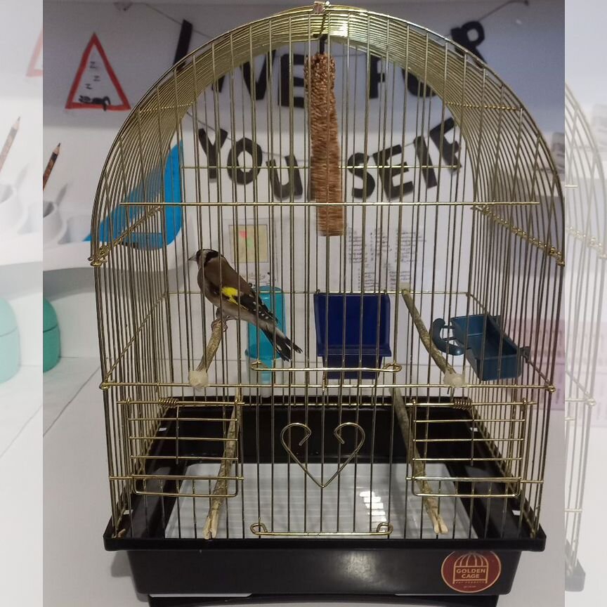 Певчие птицы щегол