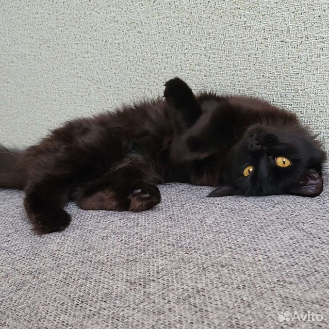 Кошка кошечка кот