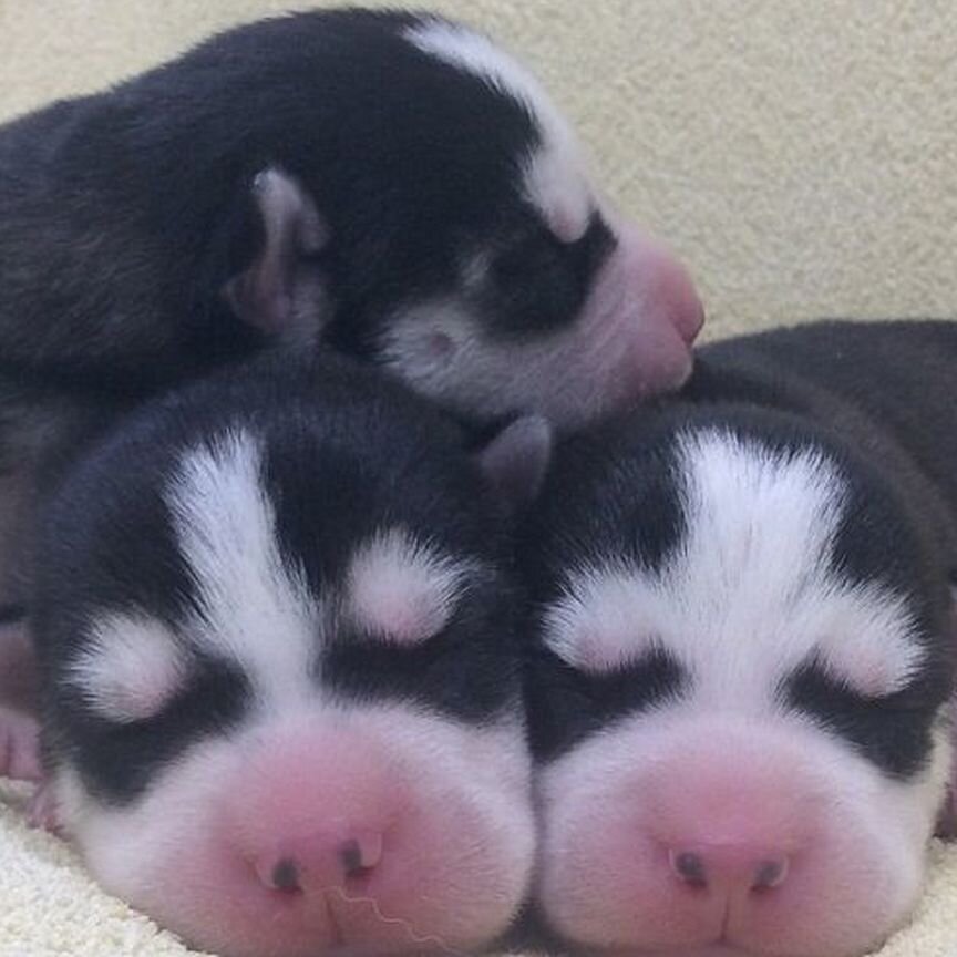 Хаски - лучшие малыши