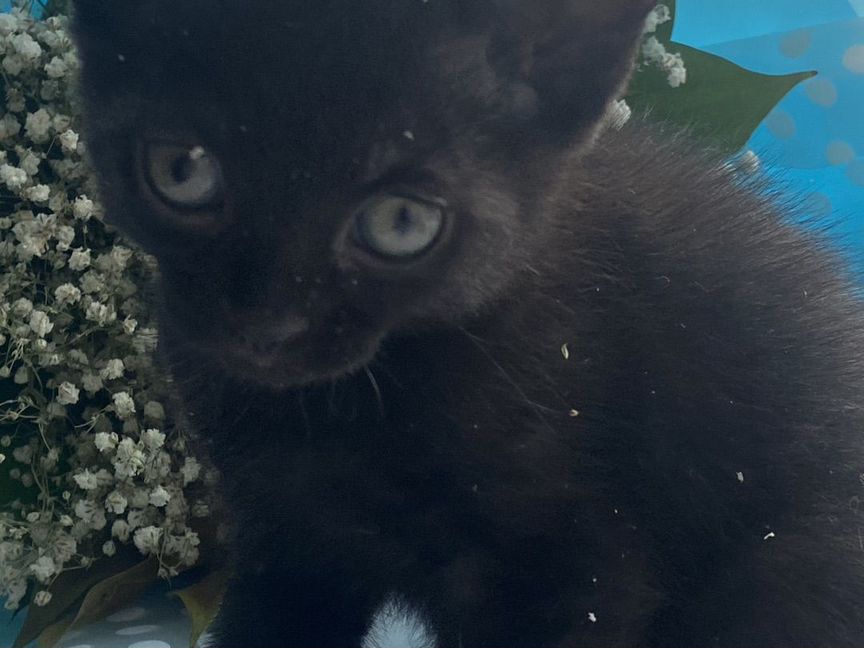 Кошка сфинкс