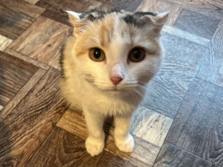 Котенок 3 месяца