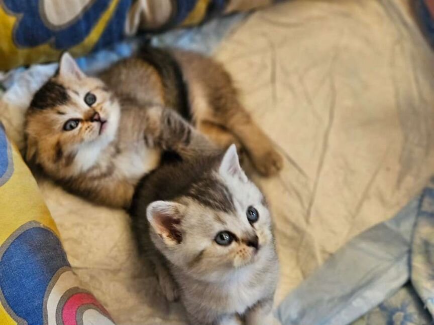 Котята британские шиншилла