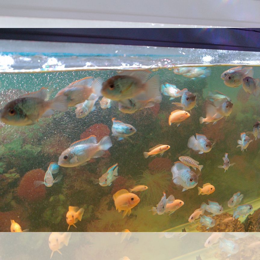 Малавийские цихлиды