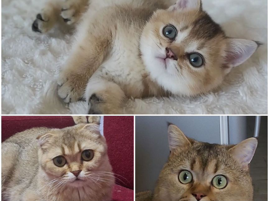Шотландская крошка