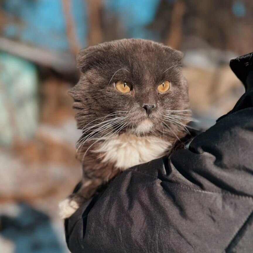 Кот ищет дом