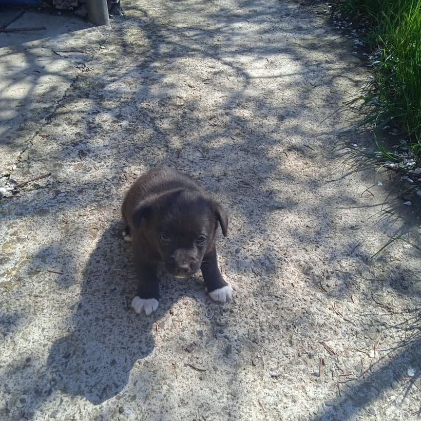 Отдам щенят