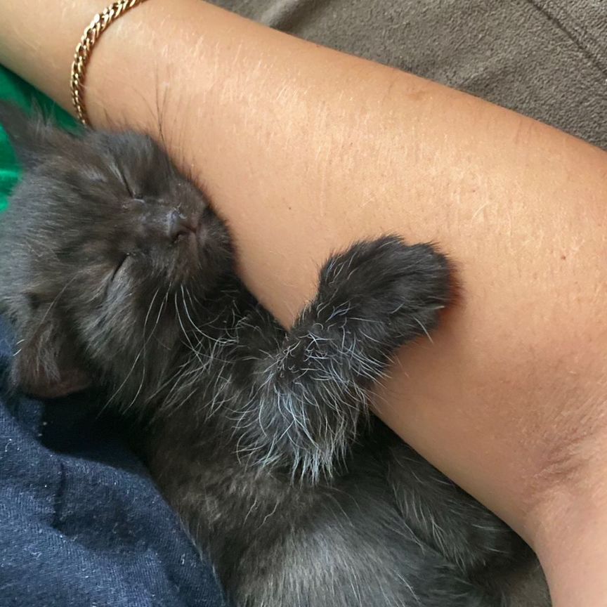 Черный котенок в добрые руки девочка