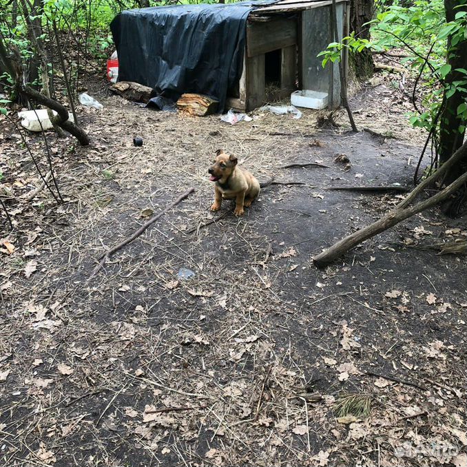 Щенок из леса в добрые руки