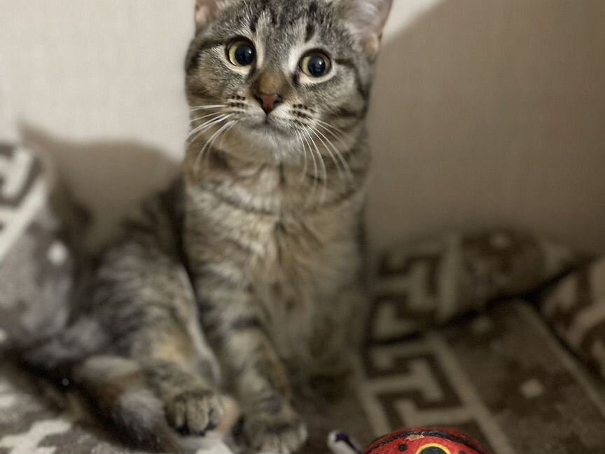 Малышка котенок трехцветная