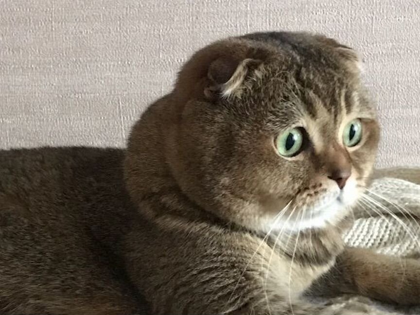 Вислоухий кот на вязку